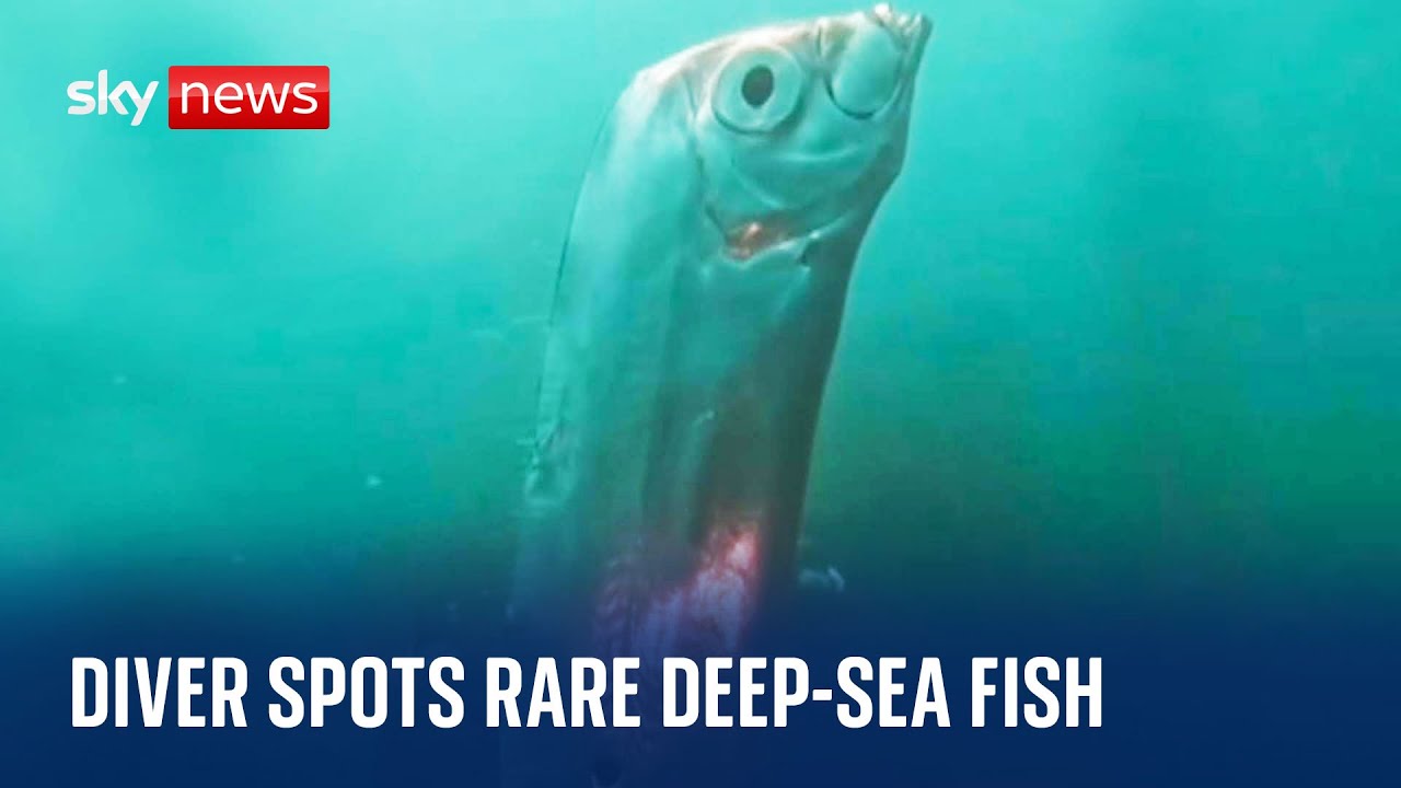 Giant rare deep-sea oarfish spotted by divers - The Global Herald