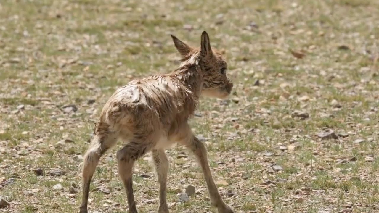 Meet Tibetan antelope babies on a migration trip in SW China - The ...