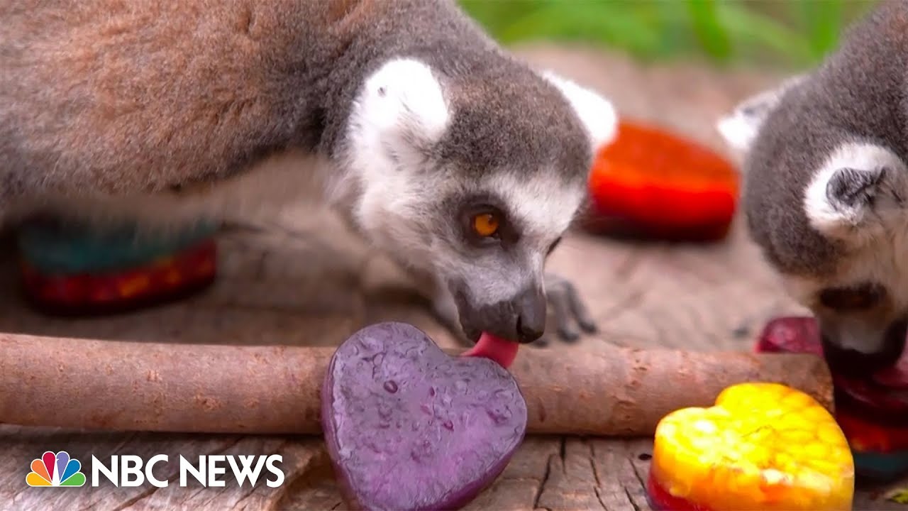London Zoo animals chill out with ice lollipops amid Pride month - The ...