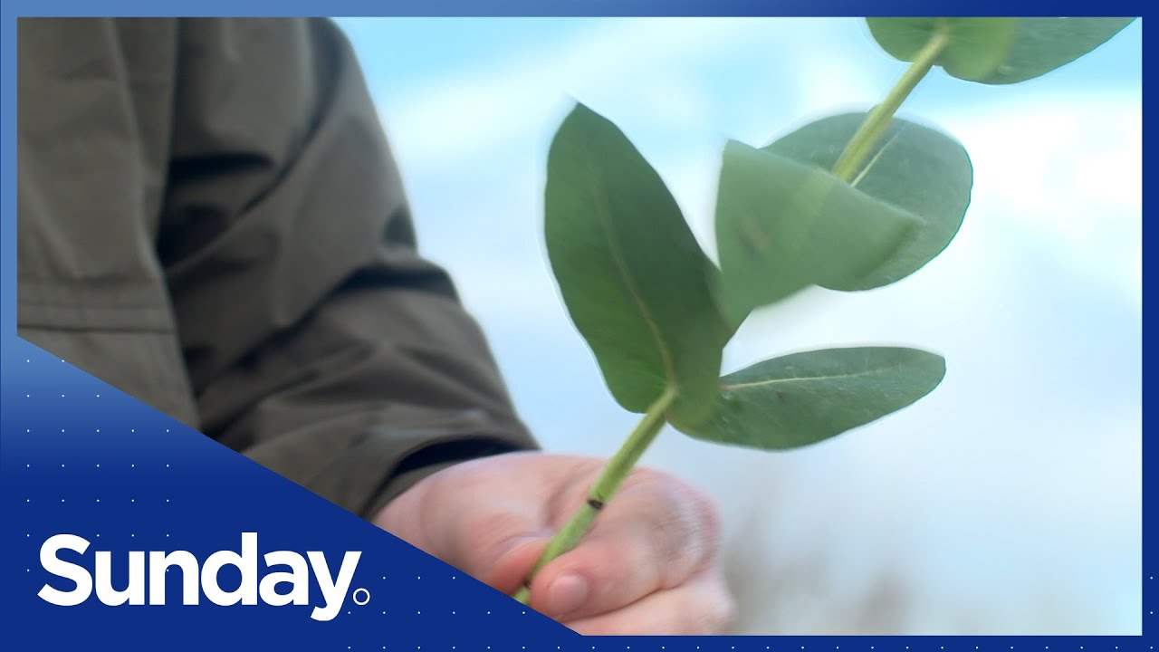Pine trees: A force for good or bad in the climate change fight? - The ...