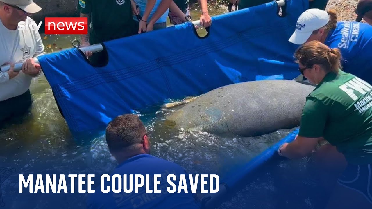 Manatee couple released into wild together after months of ...