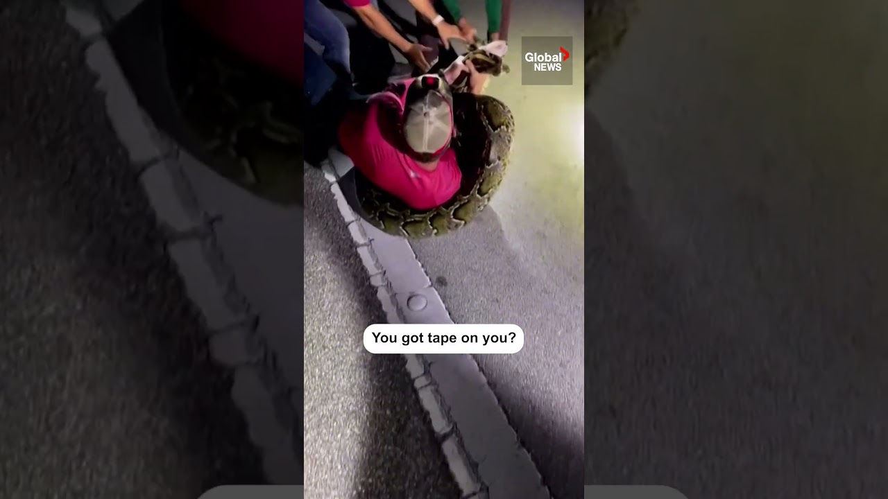 Massive 19-foot Burmese python wrangled by snake hunters in Florida ...