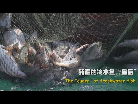 Refined in China: The 'queen' of freshwater fish - The Global Herald