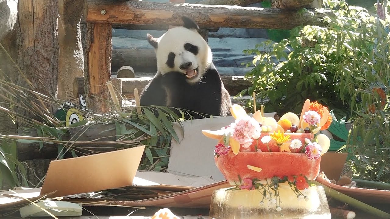 Giant pandas celebrate birthday at Moscow Zoo - The Global Herald