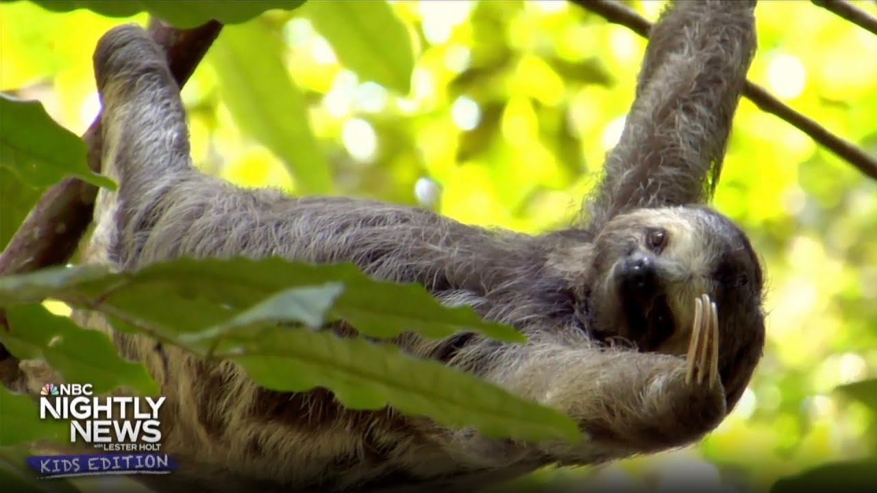 Come with us to the world’s most important ecosystems — the rainforest ...