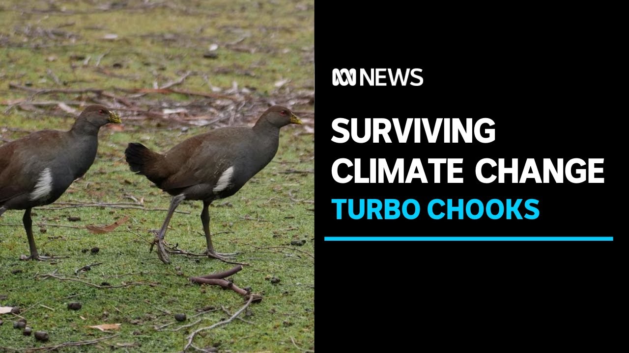 Tasmanian native hens or 'turbo chooks' immune from climate change ...
