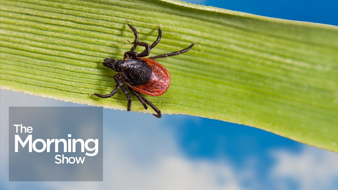 Why are tick-borne illnesses on the rise in Canada? - The Global Herald