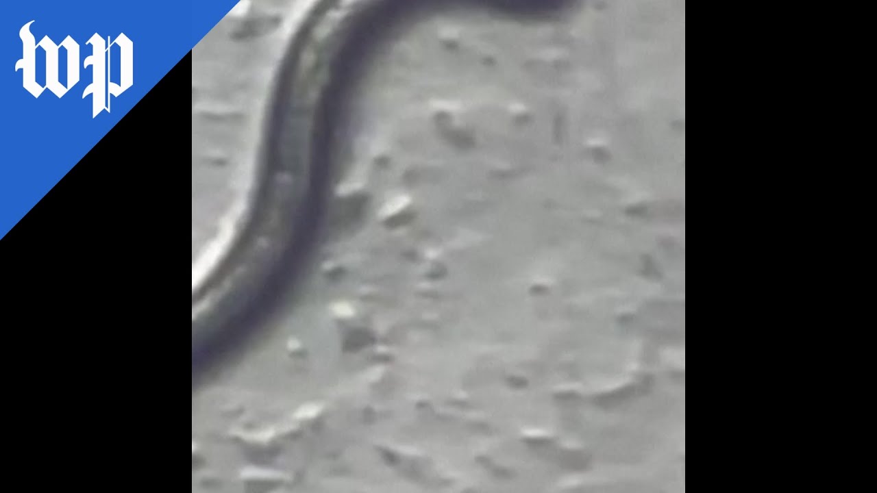 Scientists wake up a 46,000-year-old worm - The Global Herald