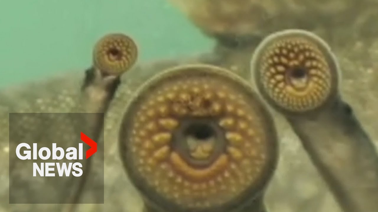 Invasive “vampire fish” on killing spree in Great Lakes - The Global Herald