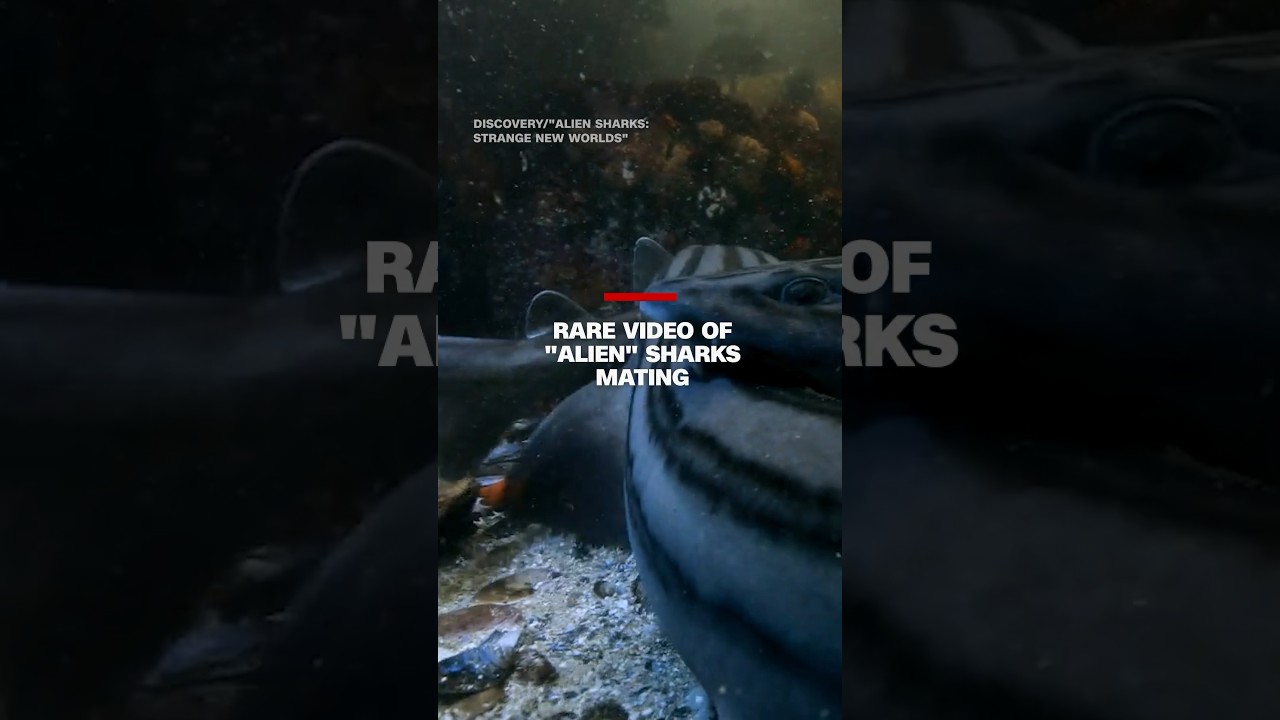 Rare footage of 'alien' sharks mating - The Global Herald