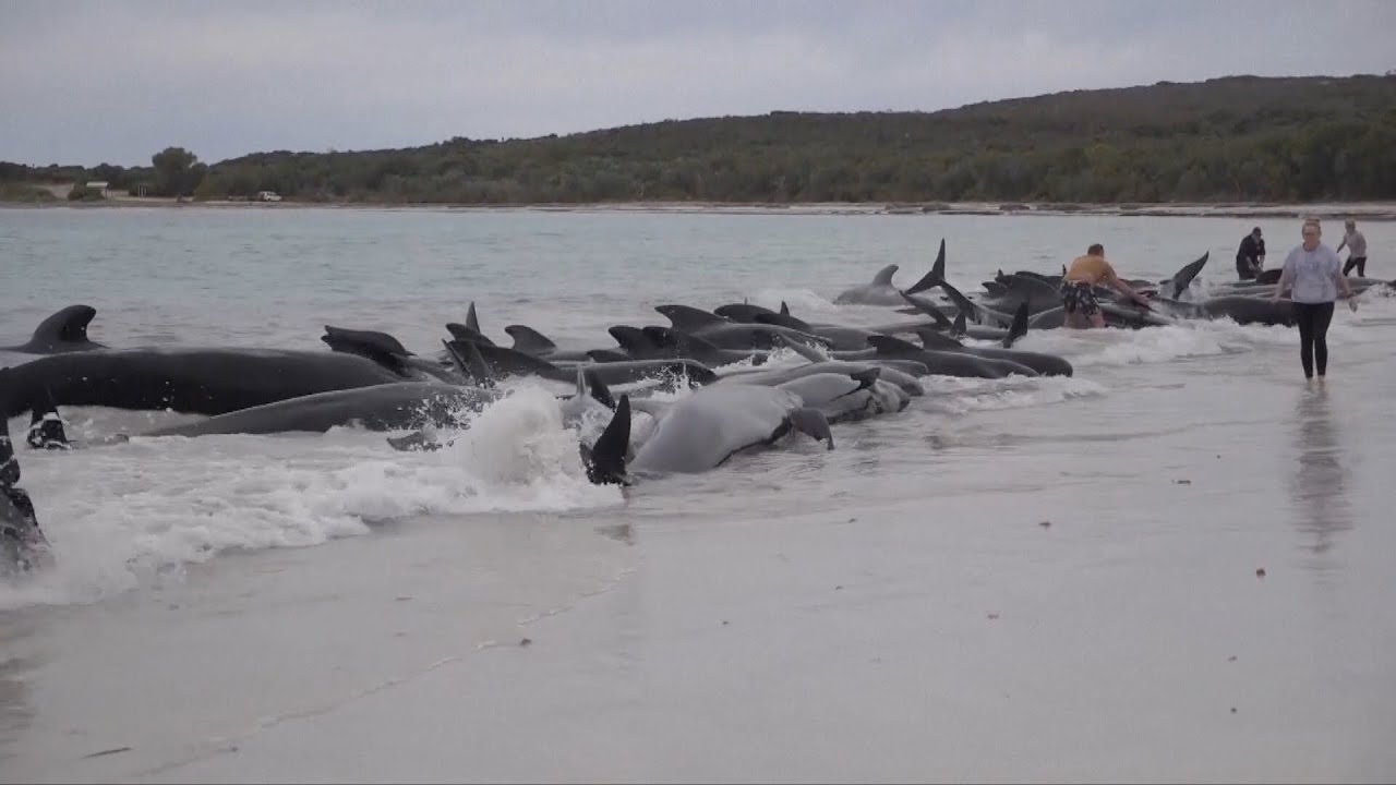 Nearly 100 pilot whales stranded on Australian beach - The Global Herald