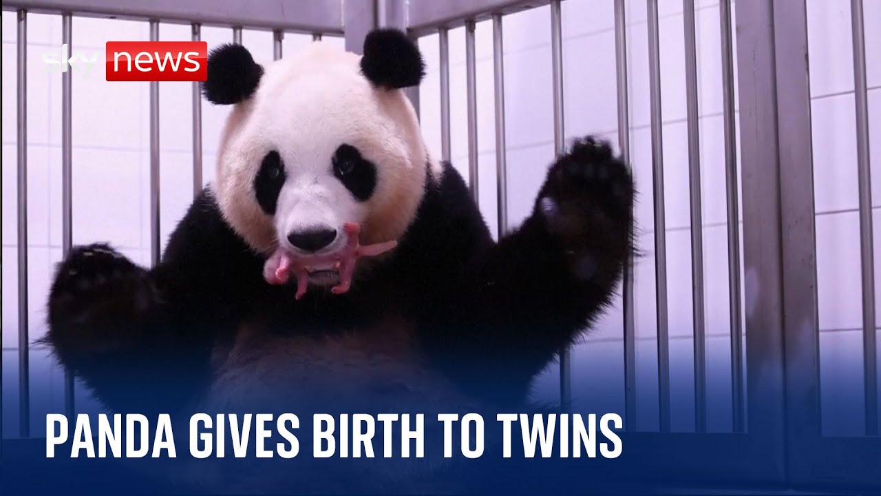 Giant panda gives birth to twin cubs in South Korea - The Global Herald