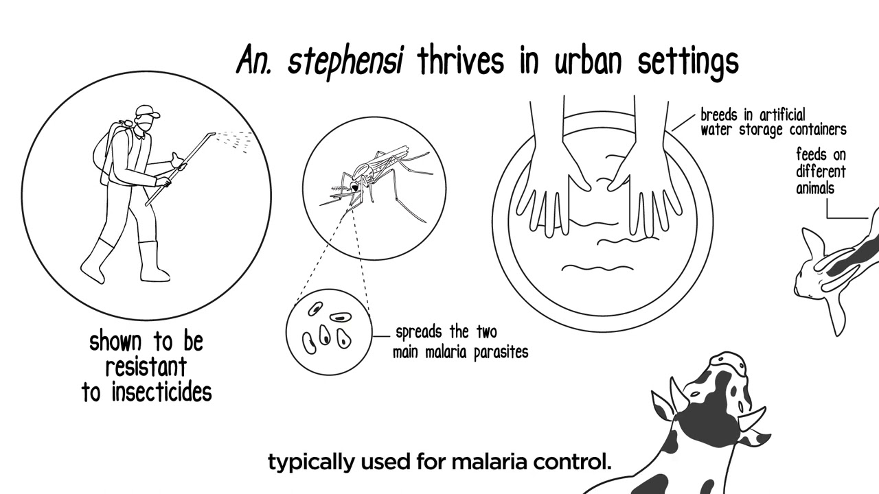 Malaria: The spread of Anopheles stephensi in Africa - The Global Herald