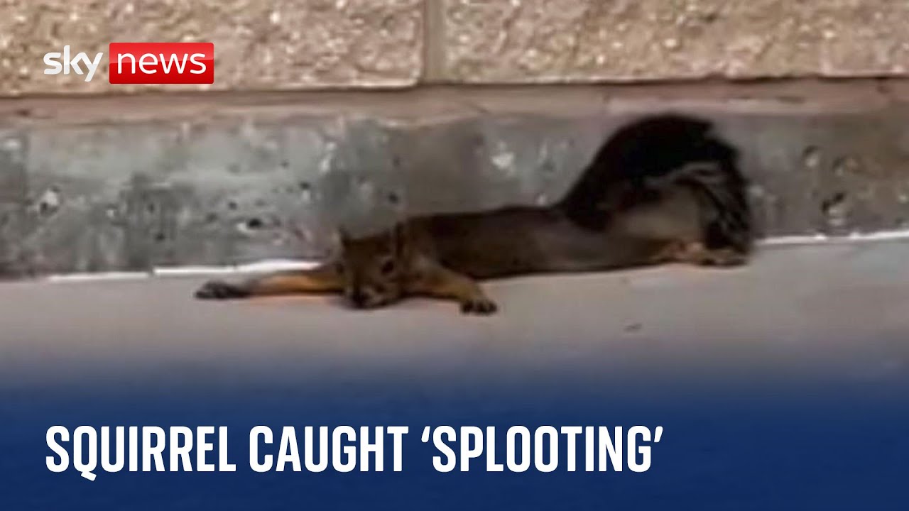 Footage is released by park showing squirrel 'splooting' or attempting ...