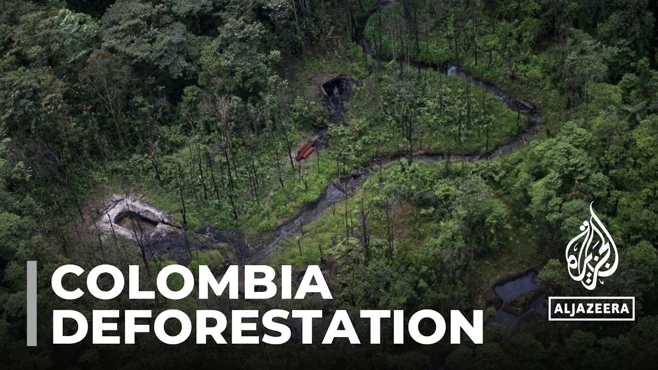 Deforestation in Colombia dropped by 29 percent, a milestone - The ...