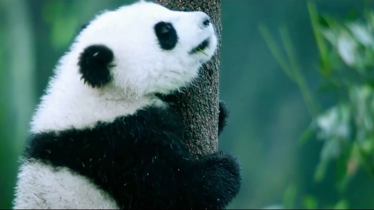 The first Golden Panda Awards: Film and TV building a community with a ...