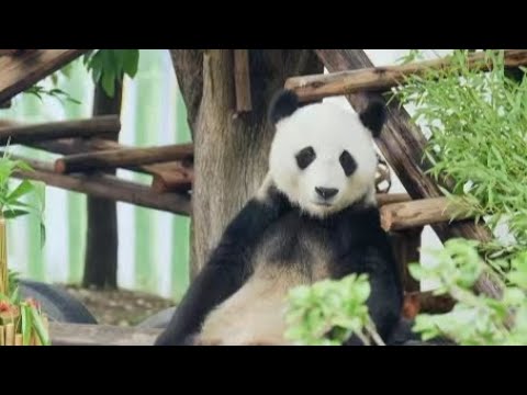 What is it like to be a panda nanny? - The Global Herald