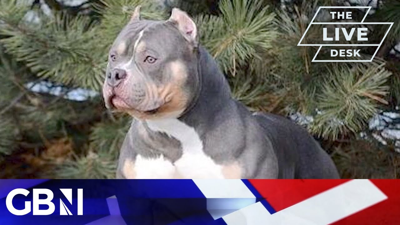 GB News Exclusive Poll: Brits back ban on "killer dog breed" American ...