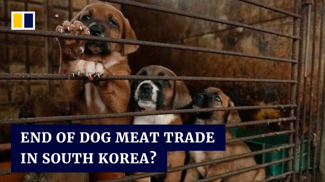 South Korean dog meat farmers push back against consumption ban - The ...