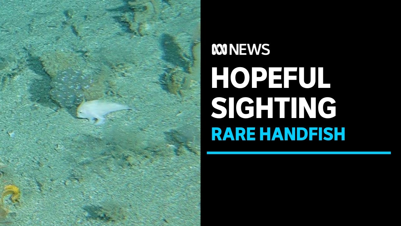 Scientists hoping to confirm rare handfish species spotted during CSIRO ...
