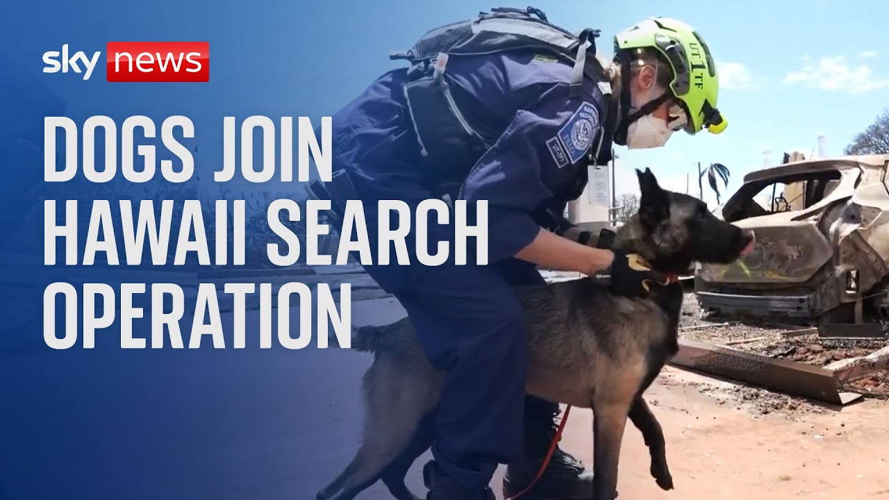 Hawaii Wildfires: Dogs carry out search operation - The Global Herald