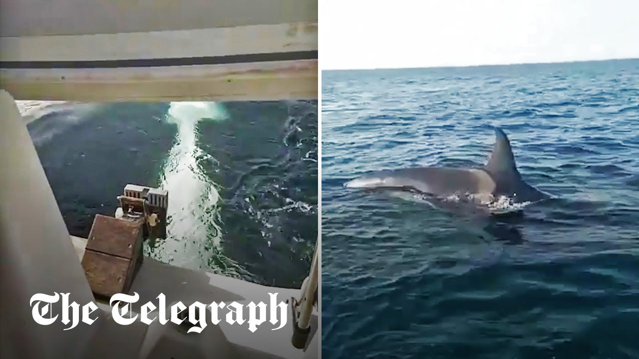 Killer Whales: Orcas rip off rubber in boat attack off the coast of ...