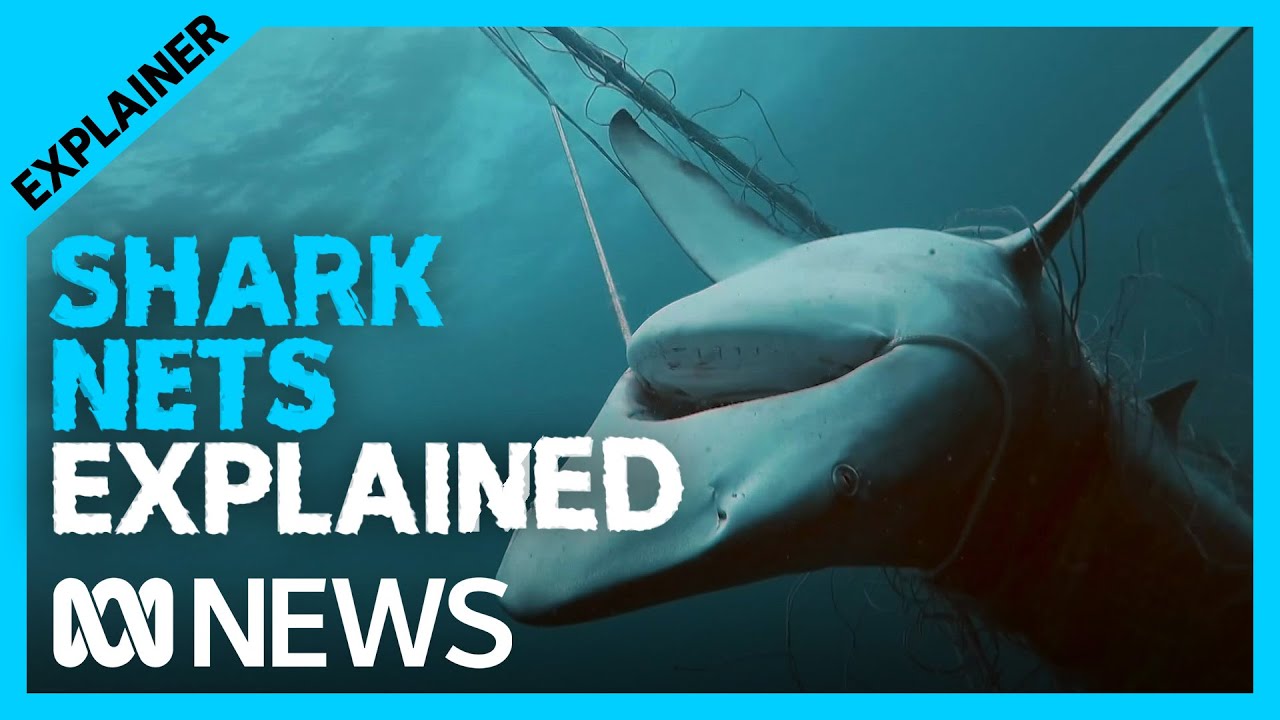 Shark nets catch and kill thousands of sea creatures. What are the ...