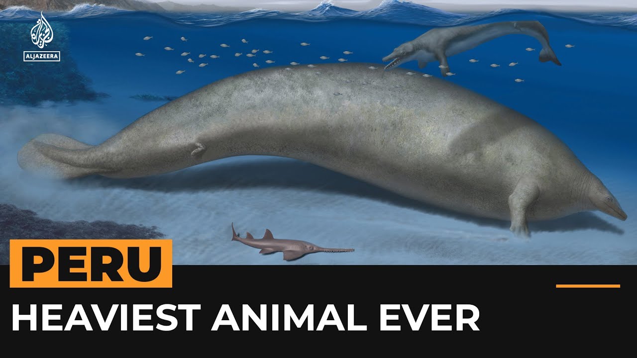 Ancient whale discovered in Peru may be heaviest animal ever | Al ...
