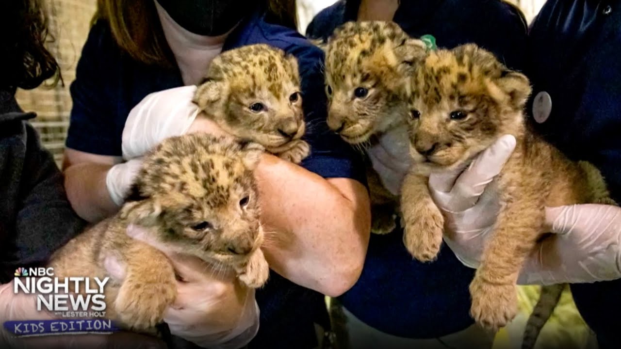 Meet the adorable 'Fab Four' lion cubs making their first public debut ...