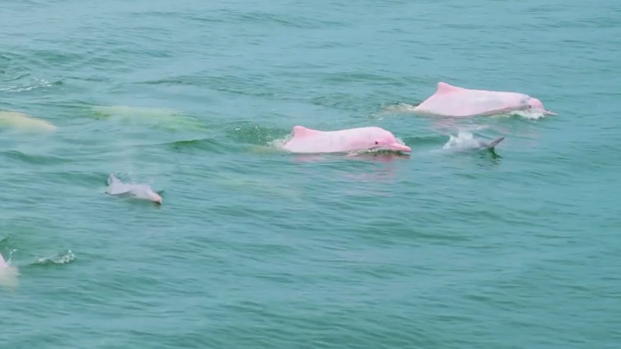 Why do these Chinese white dolphins look pink? - The Global Herald