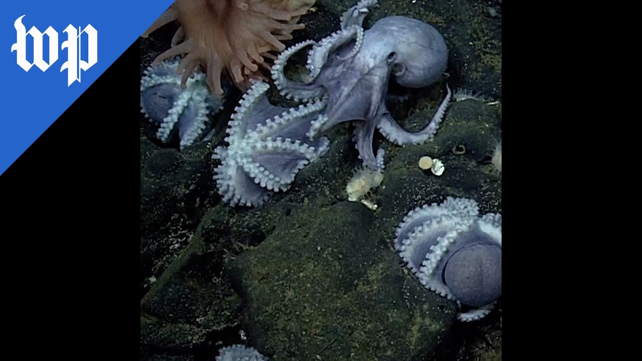 ‘Octopus garden’ is a popular site for mollusk mating - The Global Herald