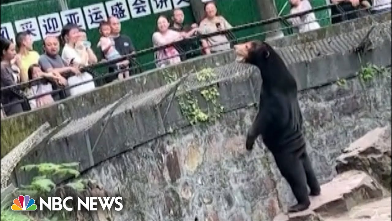 Chinese zoo's sun bear video triggers debate over man in costume - The ...