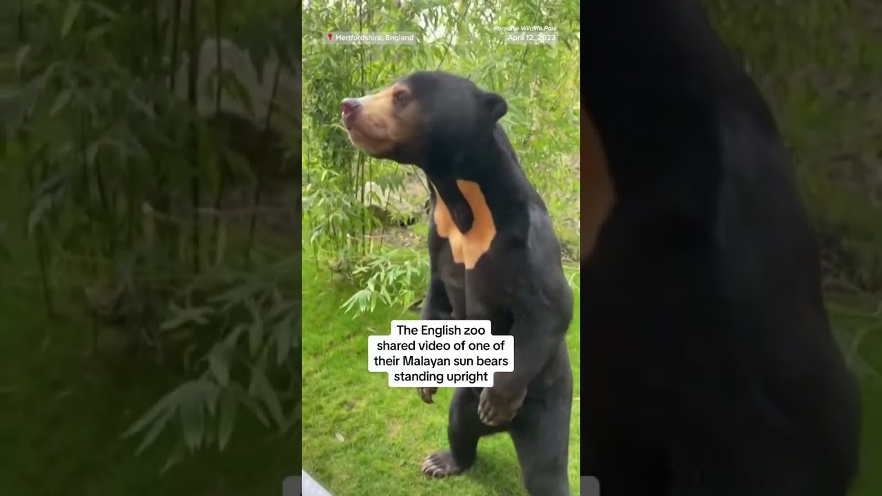 English zoo confirms bear on hind legs is real - The Global Herald