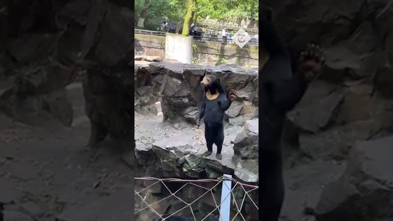 Chinese zoo forced to deny bear is person in disguise after new footage shows it waving - The ...