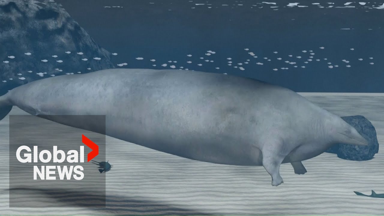Ancient whale discovered in Peru is most massive animal in Earth's ...