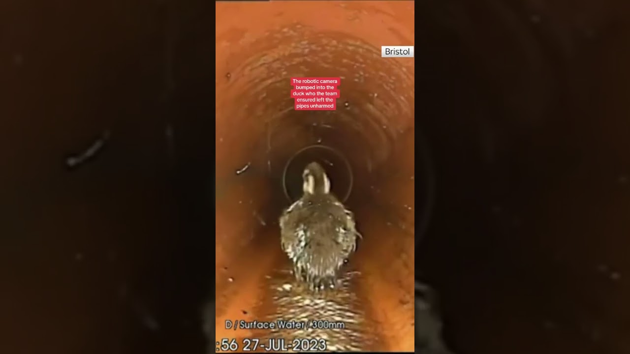 Engineers were surprised after finding a duck wandering Bristol's ...