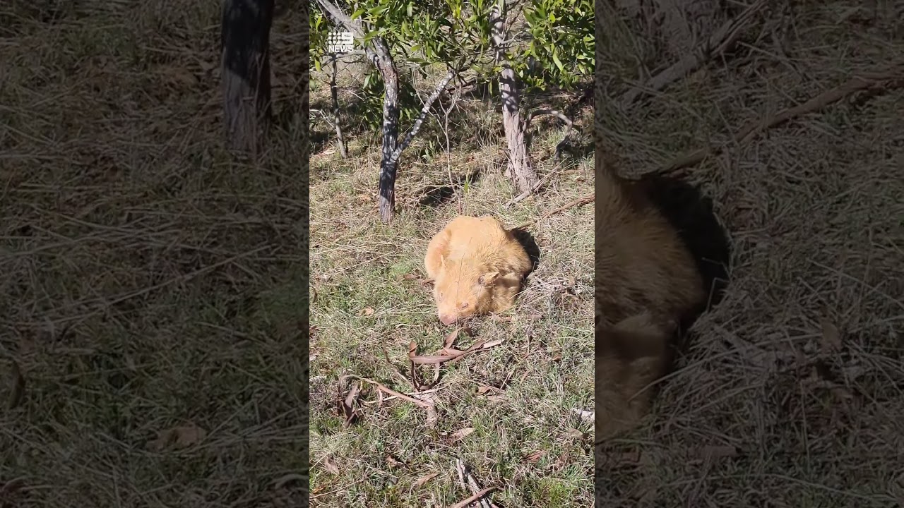 Rare Golden Wombat spotted - The Global Herald