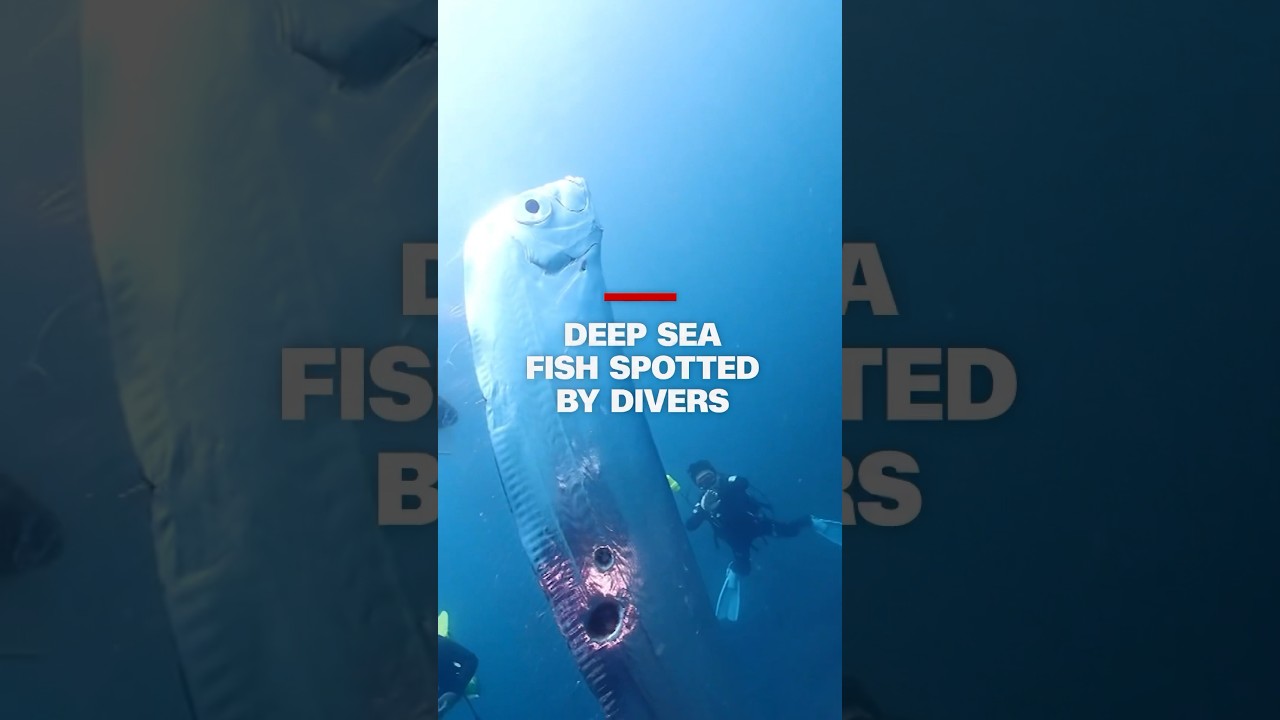 Deep sea fish spotted by divers - The Global Herald