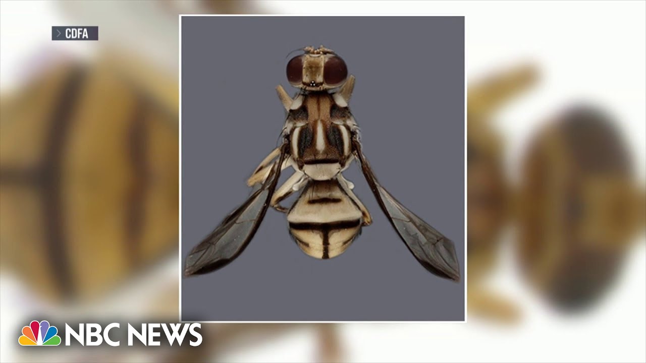 Fruit fly invasion posing massive threat to California agriculture ...