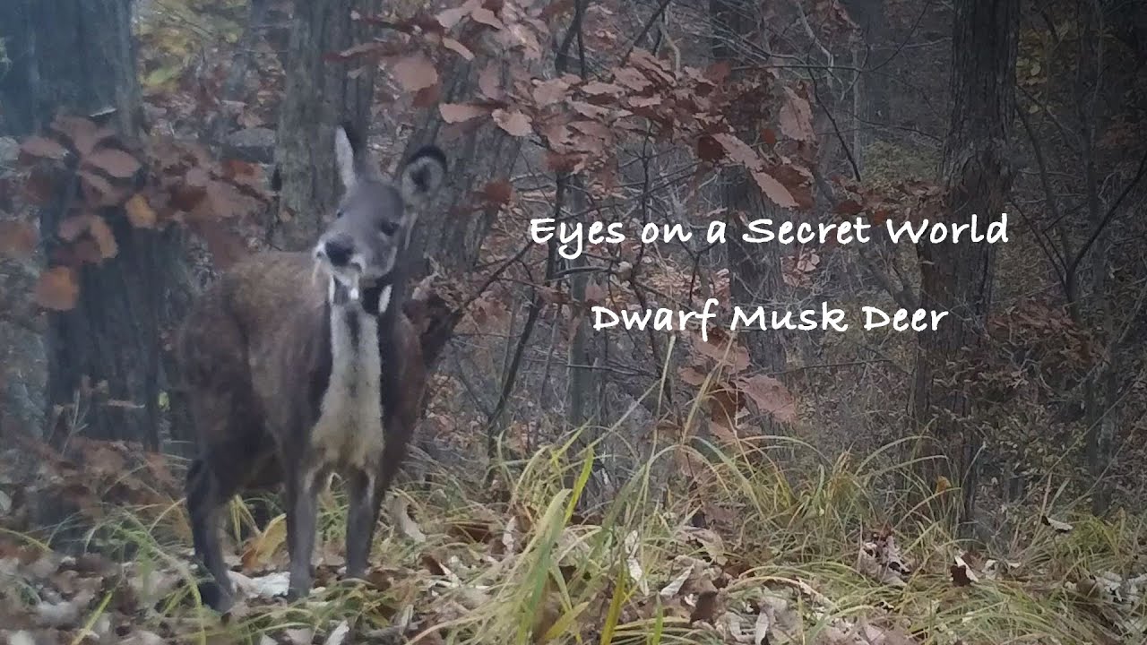 Eyes on a Secret World Ep2: Dwarf Musk Deer - The Global Herald