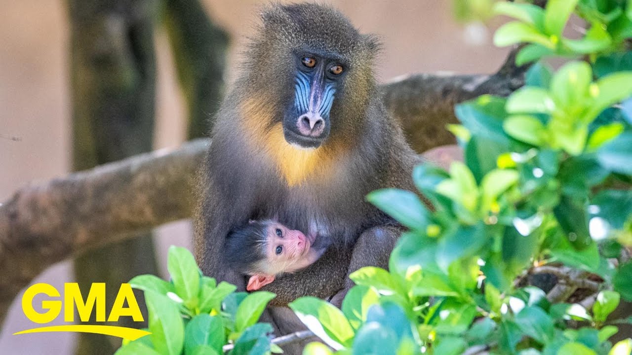Disney's Animal Kingdom welcomes adorable baby monkey - The Global Herald