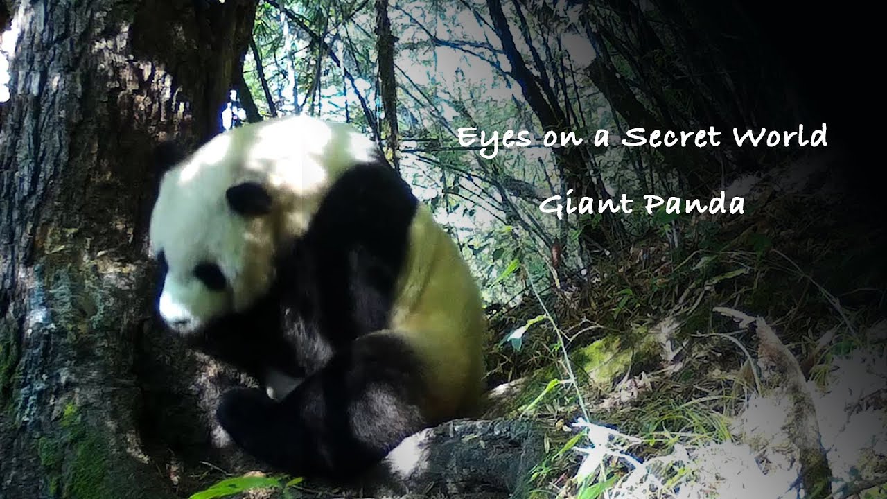 Eyes on a Secret World Ep1: Giant panda - The Global Herald