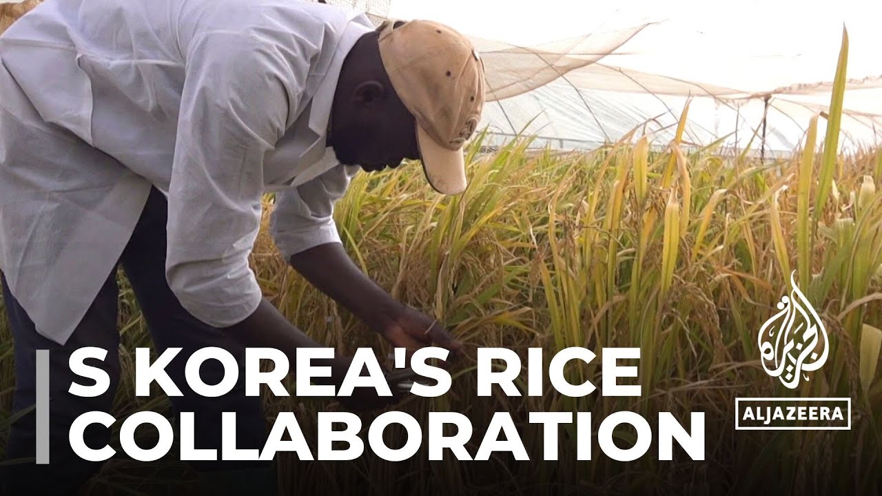 S Korea to share rice project with African nations - The Global Herald