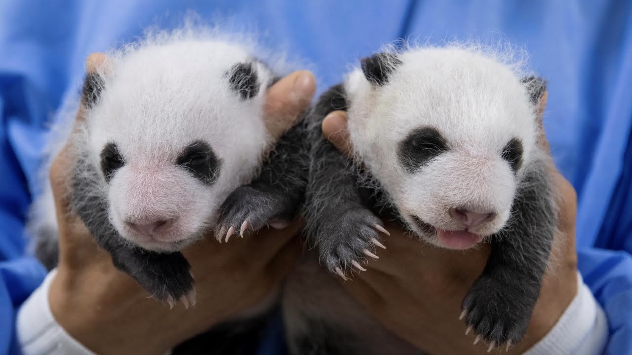 Photos of one-month panda twins released - The Global Herald