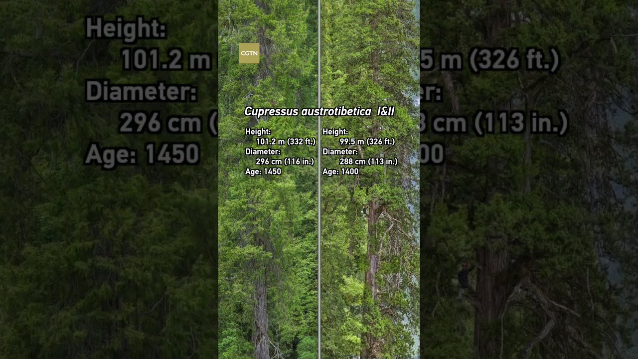 Look up! See the tallest tree in Asia - The Global Herald