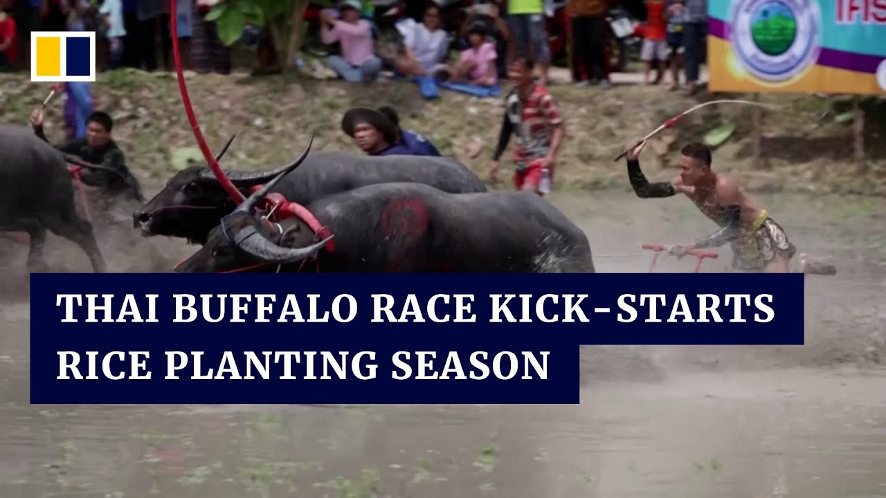 Annual water buffalo race kick-starts rice cultivation season in ...