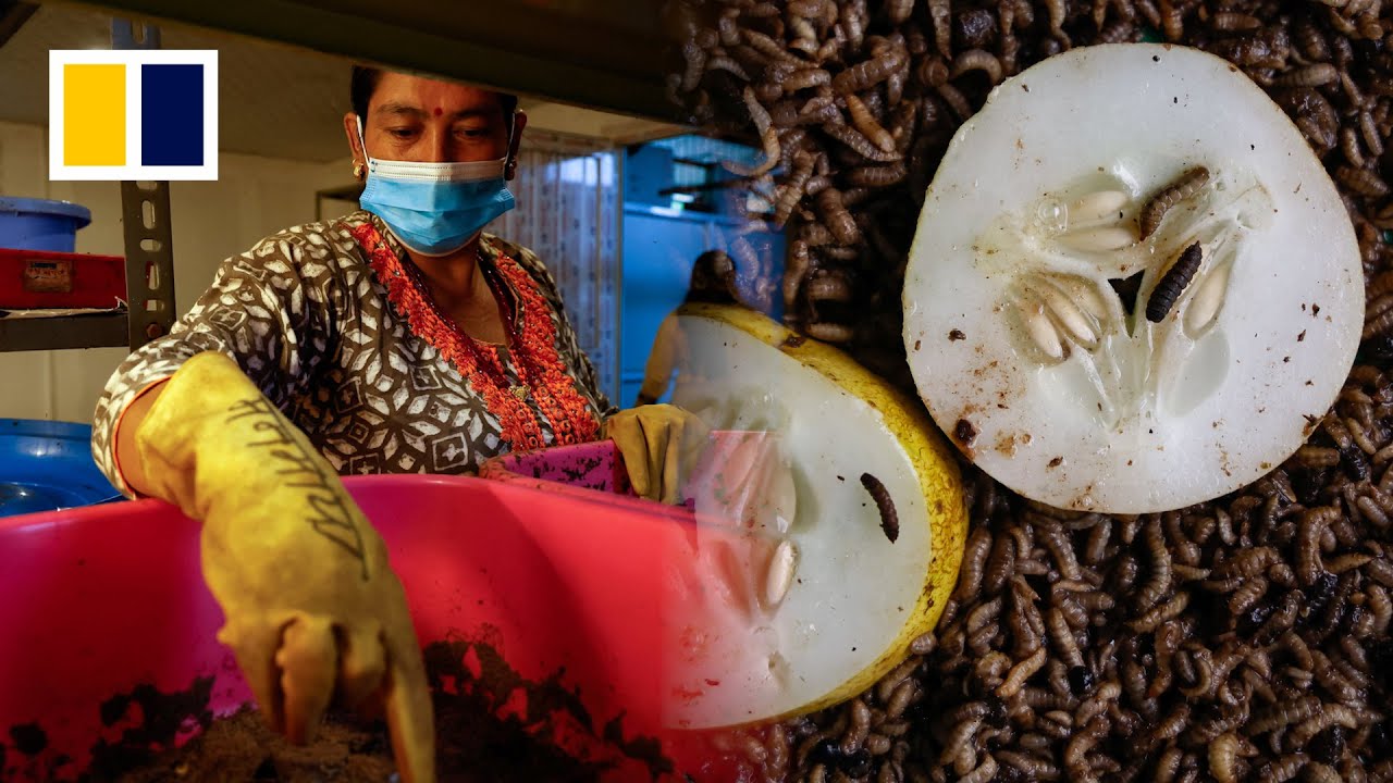 Fly larvae breeds success for Nepali women - The Global Herald
