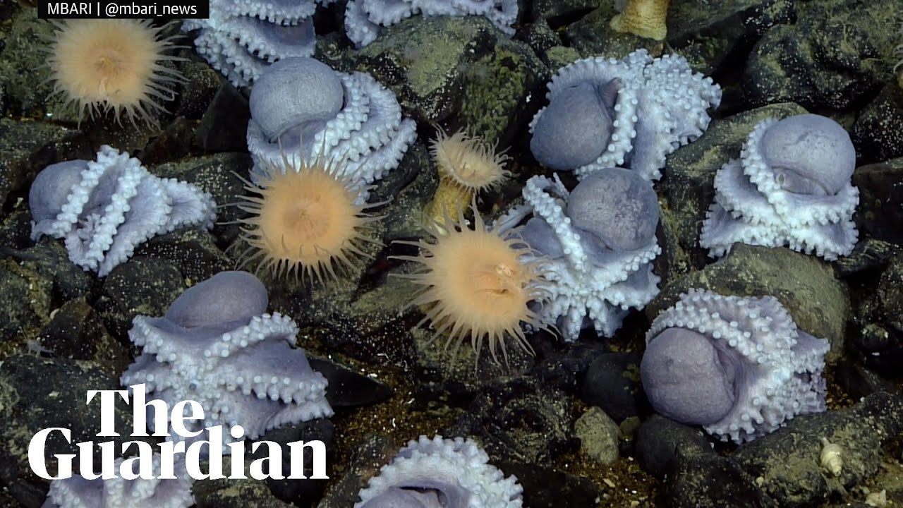 Scientists have discovered why thousands of octopuses huddle in a deep ...