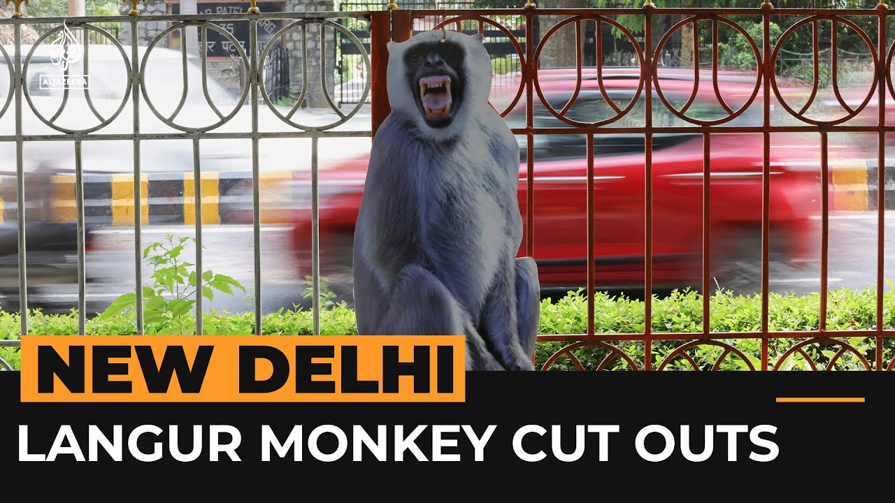 Langur cut-outs planted around Delhi to scare off monkeys ahead of G20 ...