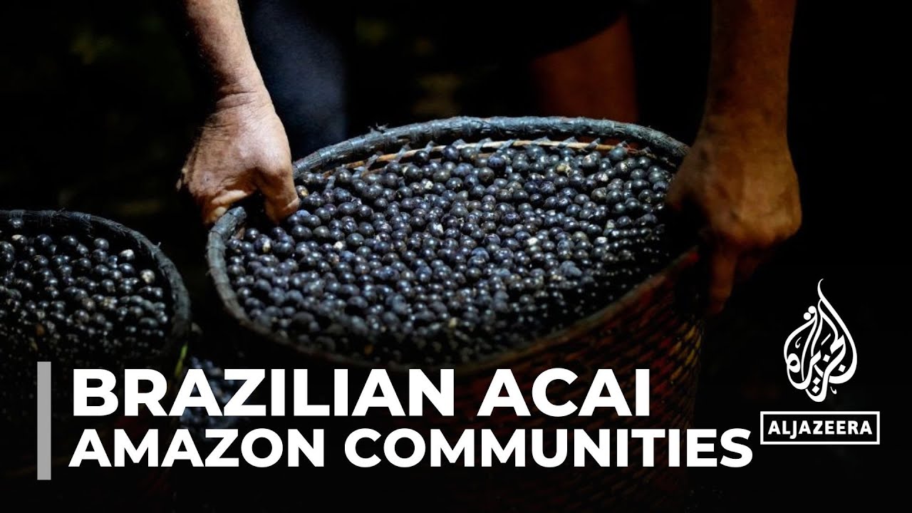 Brazilian Acai provides economic opportunities for Amazon communities ...